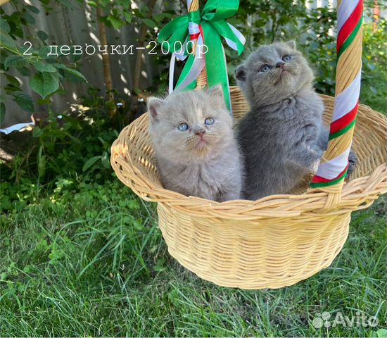 Маленькое счастье