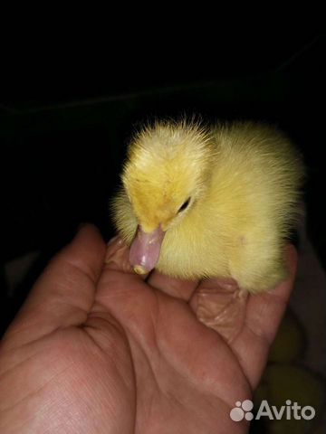 Суточные индоутята