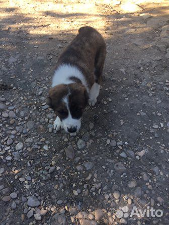 Щенок азиатка