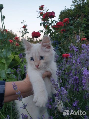 Котик в добрые руки