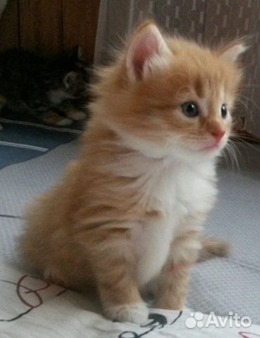 Котенок мальчик