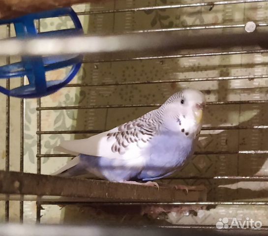Отдам бесплатно двух волнистых попугаев
