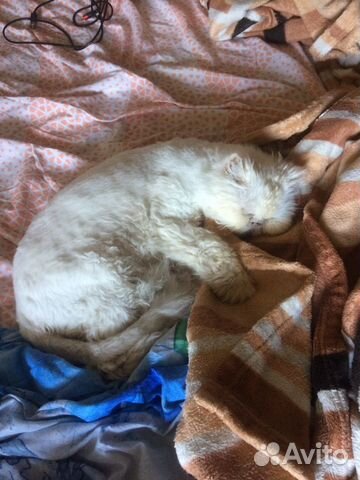 Отдам Персидского кота