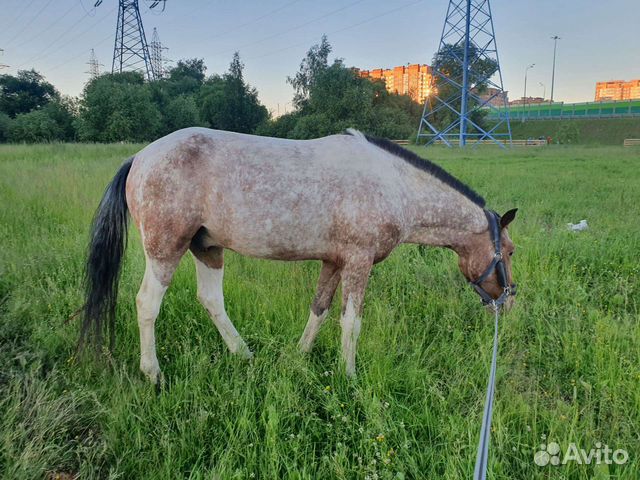 Башкирская лошадь