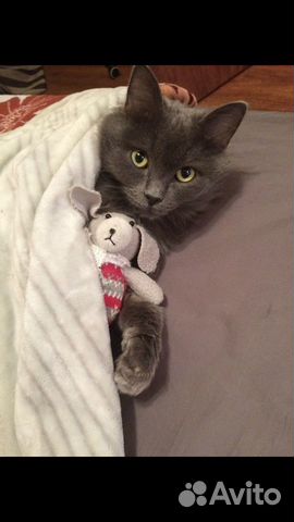 Котик умный и замечательный 5 лет