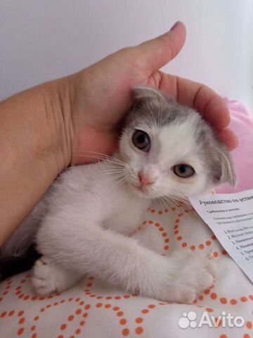 Вислоухий котёнок 2мес