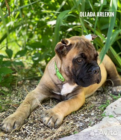 Кане корсо мальчик рыжик