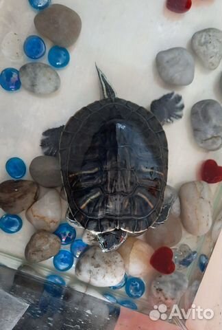 Черепаха пресноводная с аквариумов бесплатно