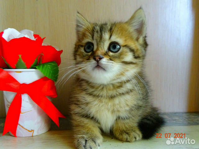 Котик, Скоттиш килт, Манчкин стандарт