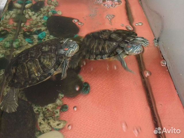 Красноухая черепаха