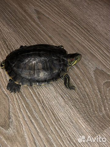 Красноухая черепаха