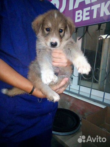 Отдадим в ответственные и добрые руки