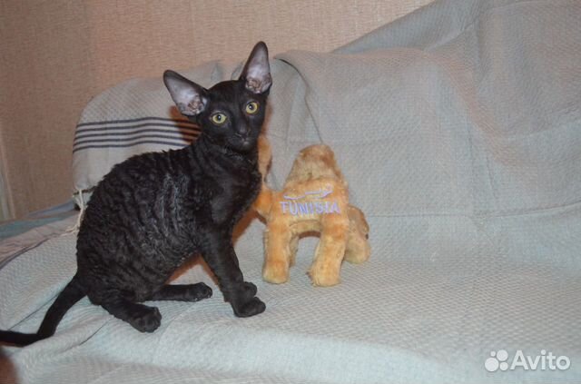 Котята породы Корниш-рекс