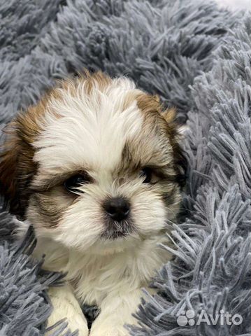 Ши-тцу перспективные щенки