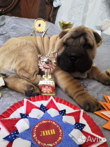 Щенок Шар-Пея