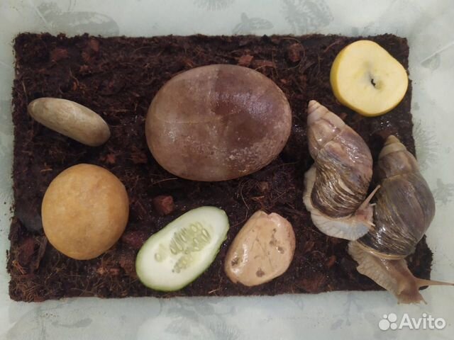 Ахитинские улитки в дар