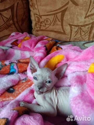 Канадский сфинкс девочка