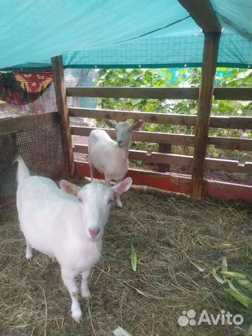 Козы дойные молочные