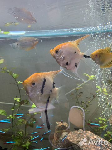 Рыбки скалярии