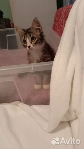 Котенок Пуша 3,5 месяца в дар