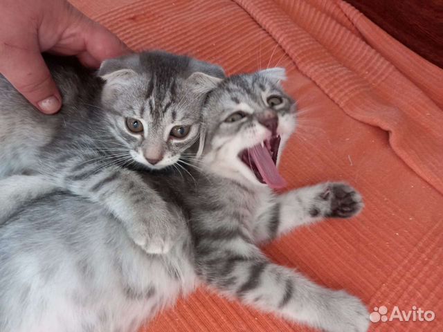 Шотландские котятки (2 мес.)