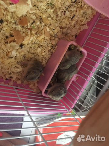 Джунгарики