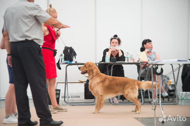 Кобель золотистый ретривер для вязки