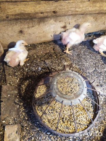 Броллер подрощенный домашний росс 308