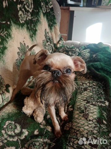 Брюссельский гриффон