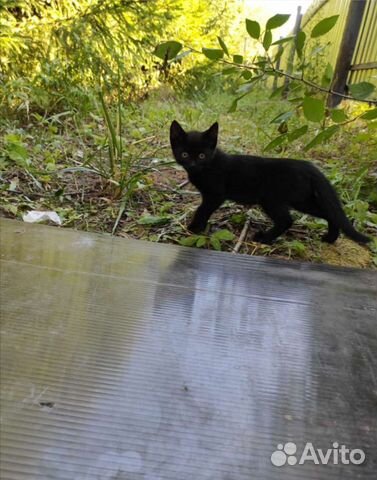 Котенок уголёк в дар