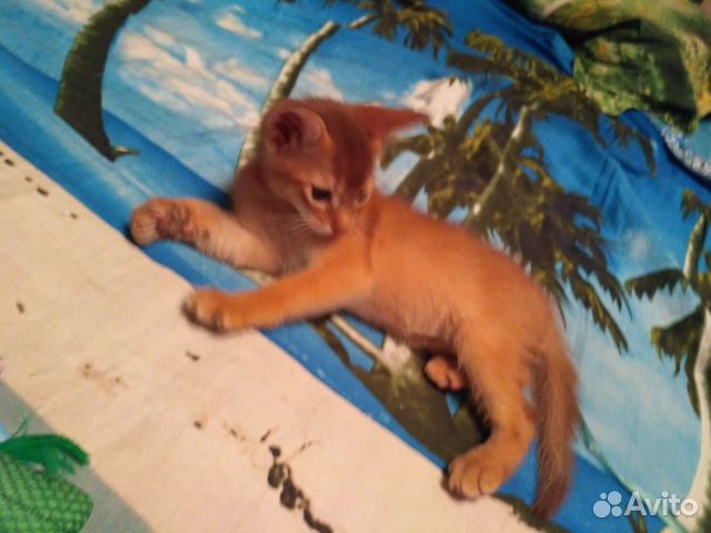 Абиссинские котята, др 6.06.21