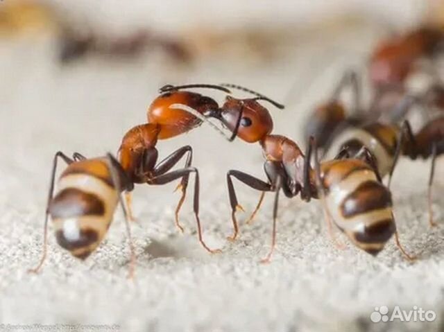 Колония муравьев Camponotus nicobarensis