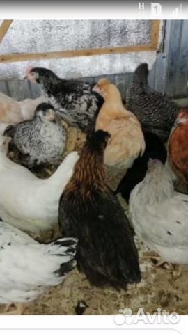 Куры молодки