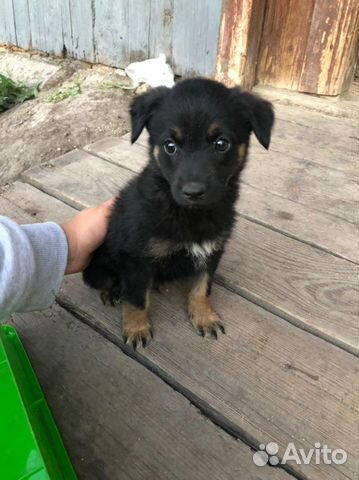 Щенок в добрые руки бесплатно