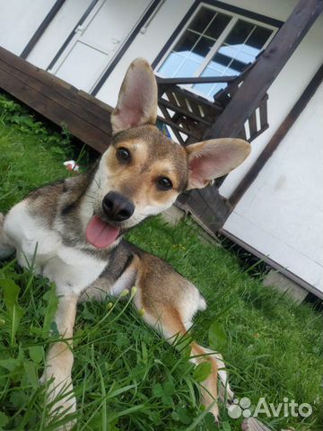 Собака девочка