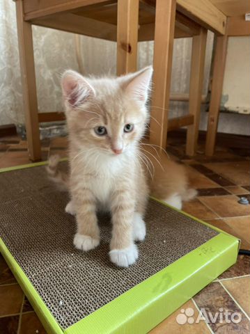 Котенок в добрые руки