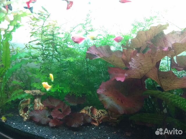 Аквариумные растения, прополка