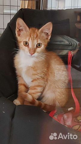 Кошка в дар