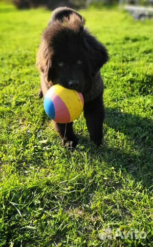 Ньюфаундленд