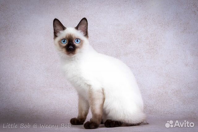 Подрощенный котенок Той-боб