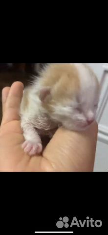 Котенок