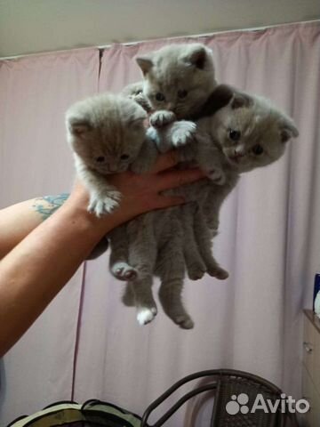 Британские котята