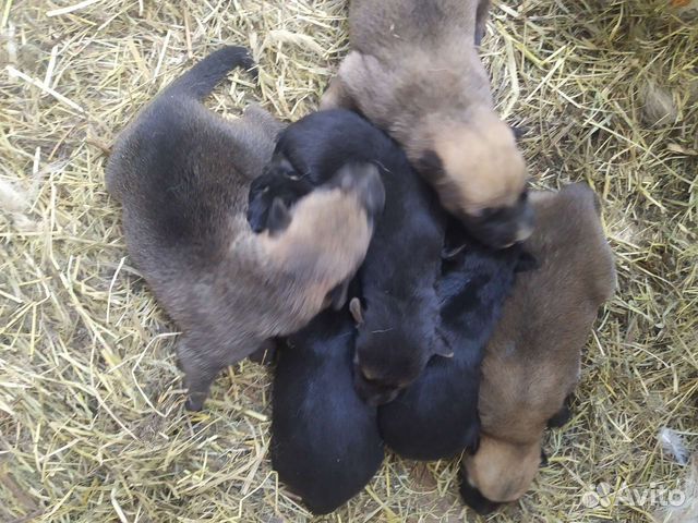 Отдам бесплатно щенков