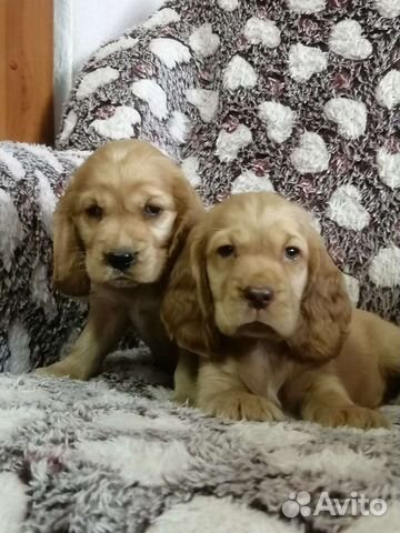 Мальчишки англичане