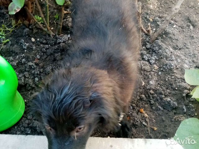 Щенок в добрые руки бесплатно