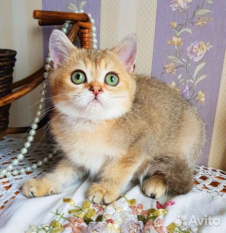 Британский золотой тикированный котик