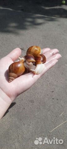 Улитки ахатины, красотки