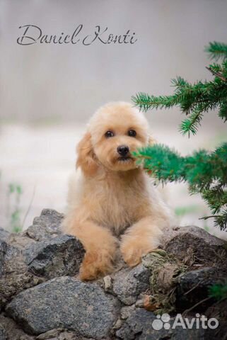 Мальчик мальтипу Ф1