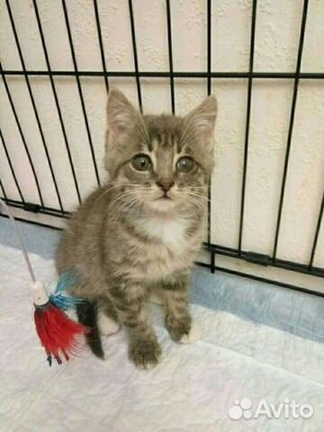 Маленькая крошка ищет мамочку