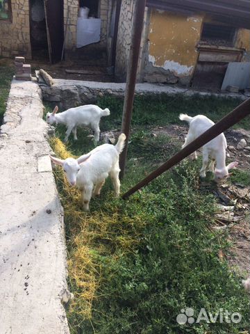 Козлята